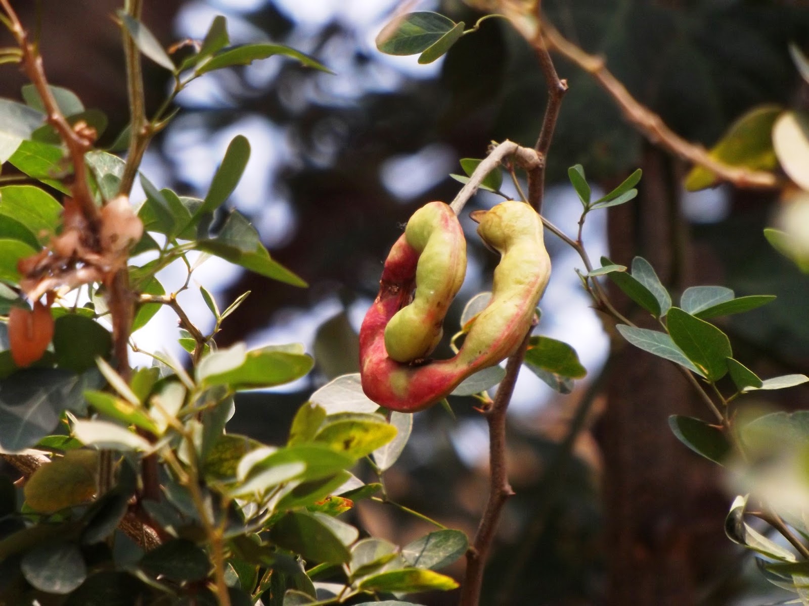 “Jilapi fruit” has been seen in the market again – English-BanglaNewsUs